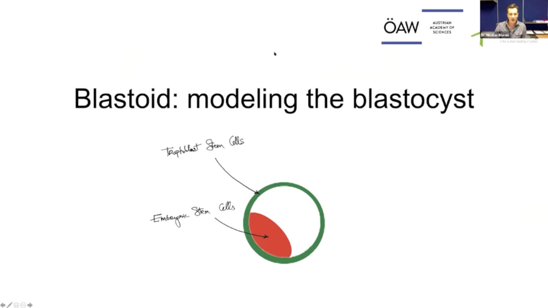 Blastoids: Modeling Early Development and Implantation with Stem Cells ...