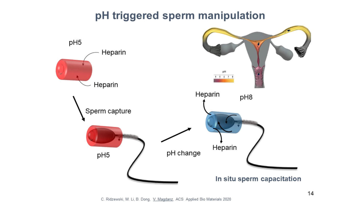 Sperm-Driven and Sperm-Templated Microrobots – International IVF Initiative