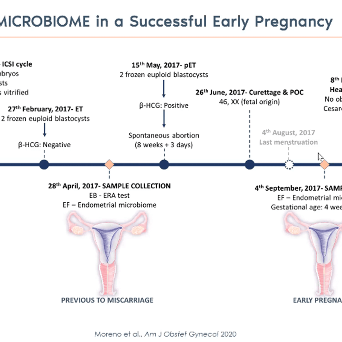 The Relevance of Uterine Microbiome in IVF Treatment – International ...