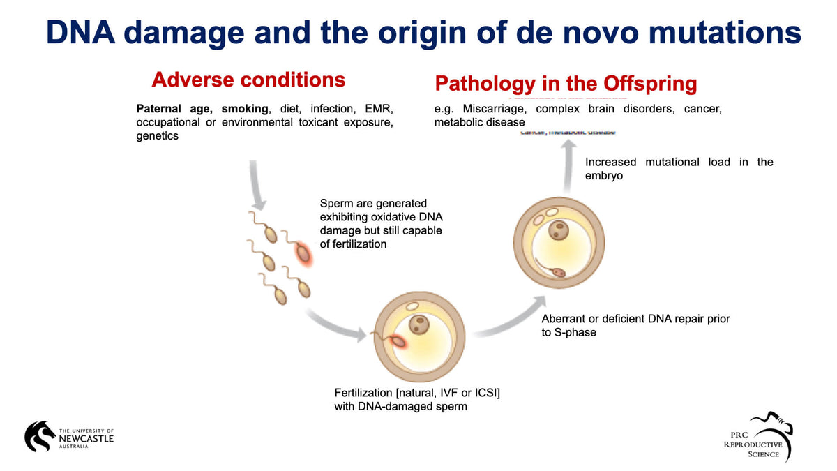 Paternal aging and spontaneous mutations in the embryo: potential caus ...