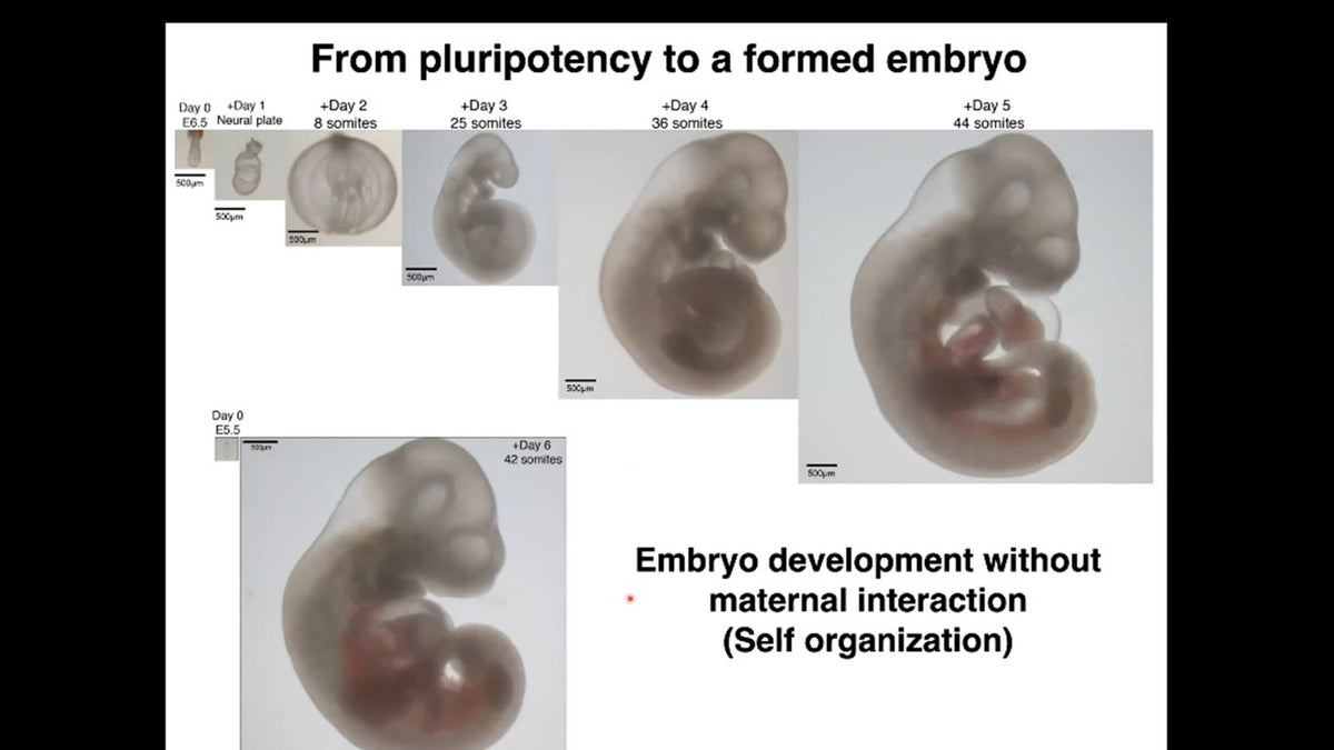 Ex utero Mouse Embryogenesis from Pre-gastrulation to Advanced Organog ...