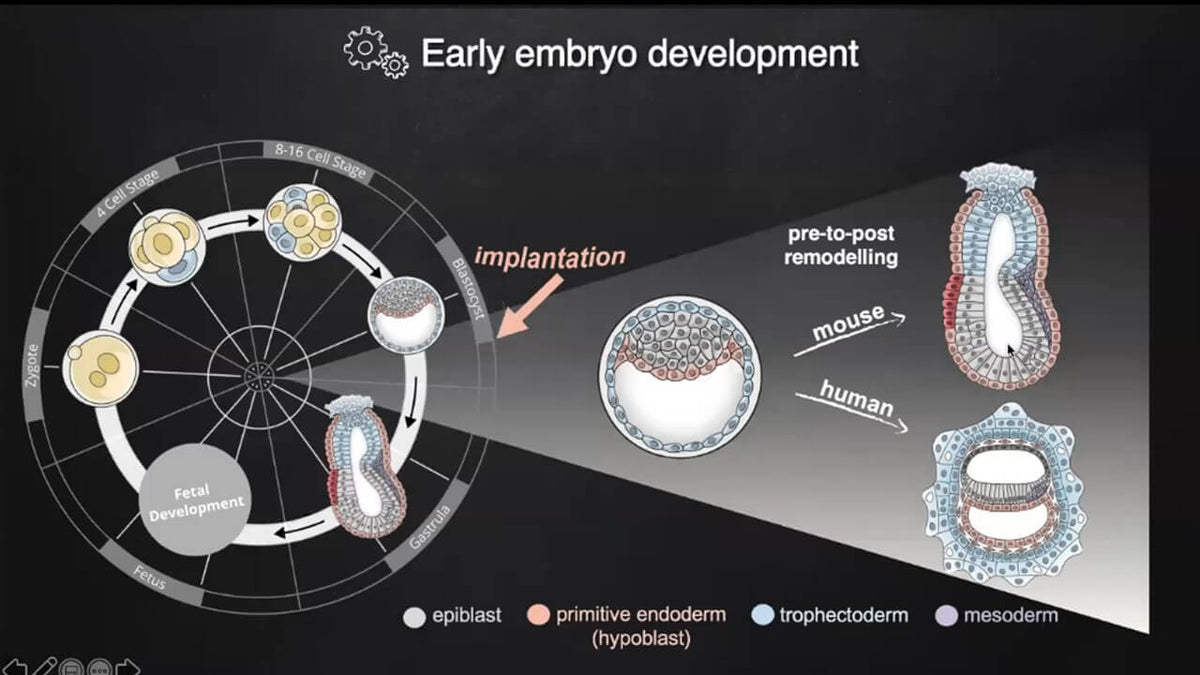 Reconstructing Mammalian Early Embryogenesis In Vitro with Stem Cells ...